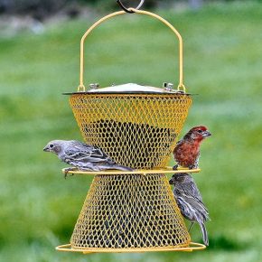 Best Bird Feeders To Attract Birds To Your Garden 🐦